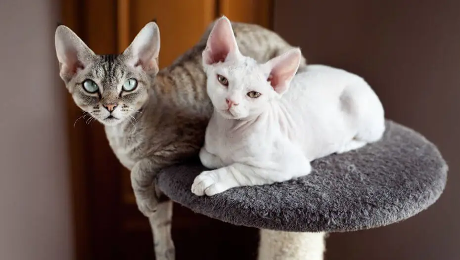 Cuddly, Curious And Curly: Devon Rex Kittens - Quilltenet